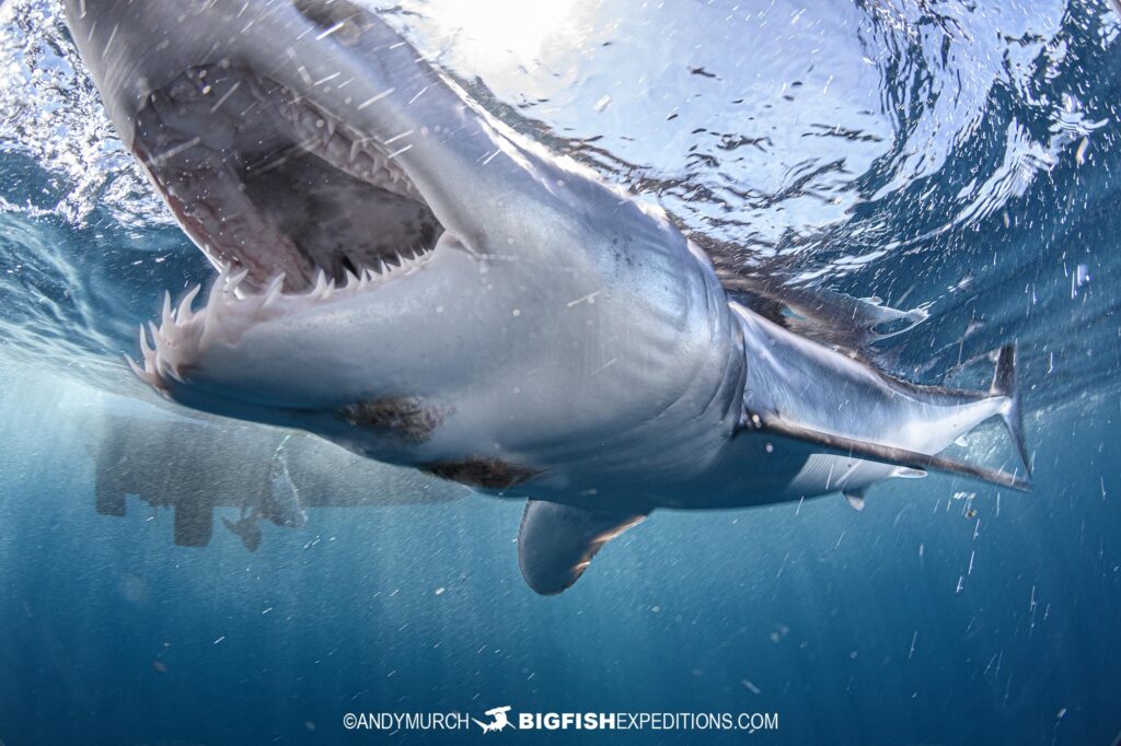 Mako and Blue Shark Snorkeling in Baja, Mexico.