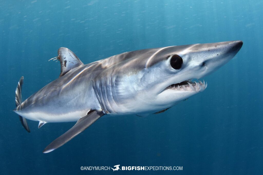 Mako and Blue Shark Snorkeling in Baja, Mexico.