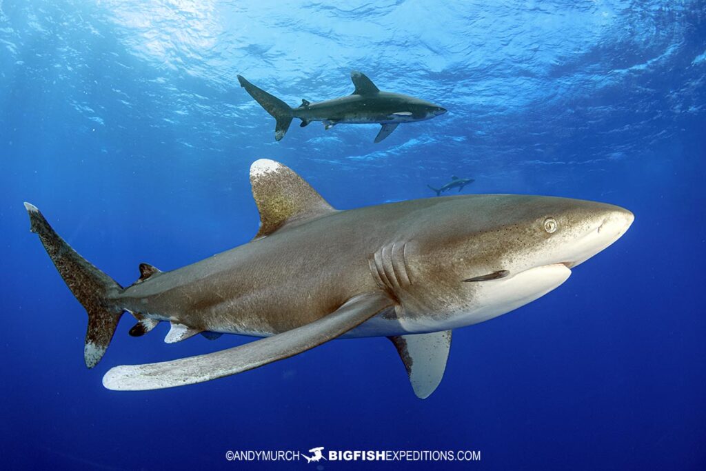 Oceanic Whitetip Shark Diving at Cat Island in the Bahamas.