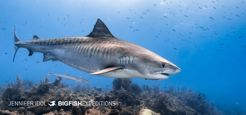 Diving with Tiger Sharks at Tiger Beach.