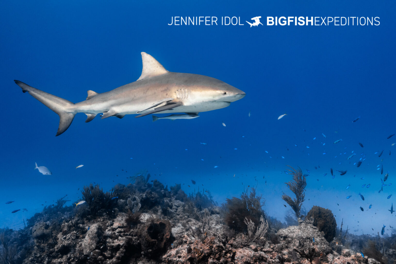 Diving with Tiger Sharks at Tiger Beach.