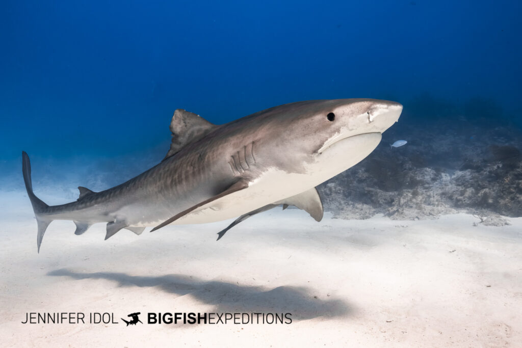 Diving with Tiger Sharks at Tiger Beach.