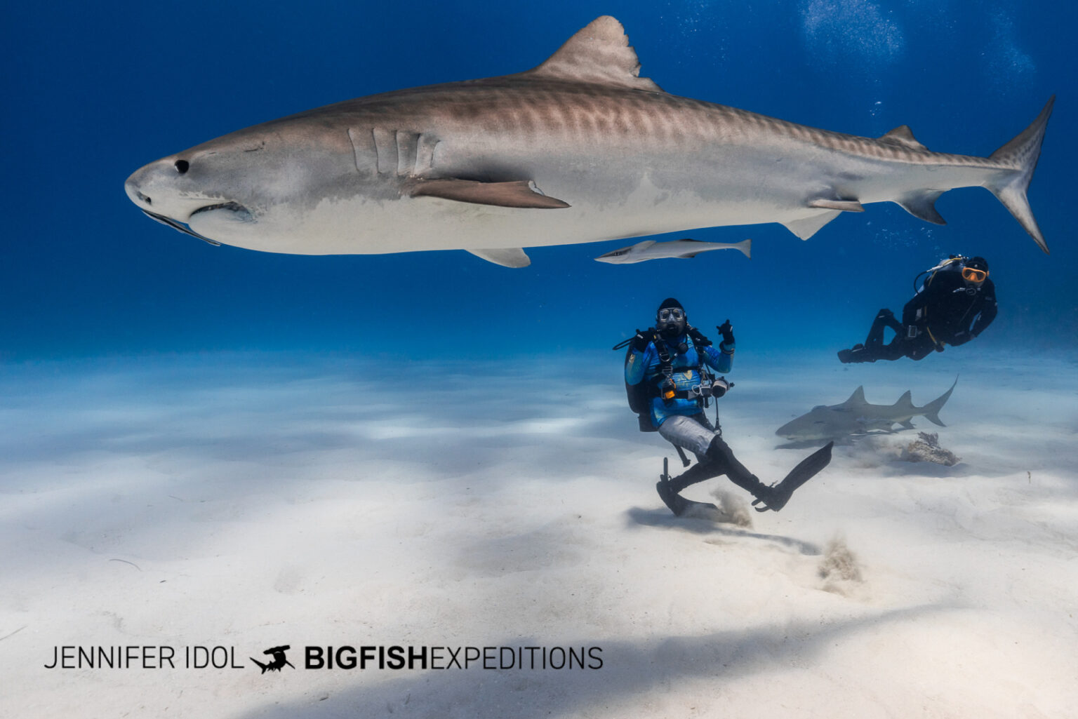 Diving with Tiger Sharks at Tiger Beach.