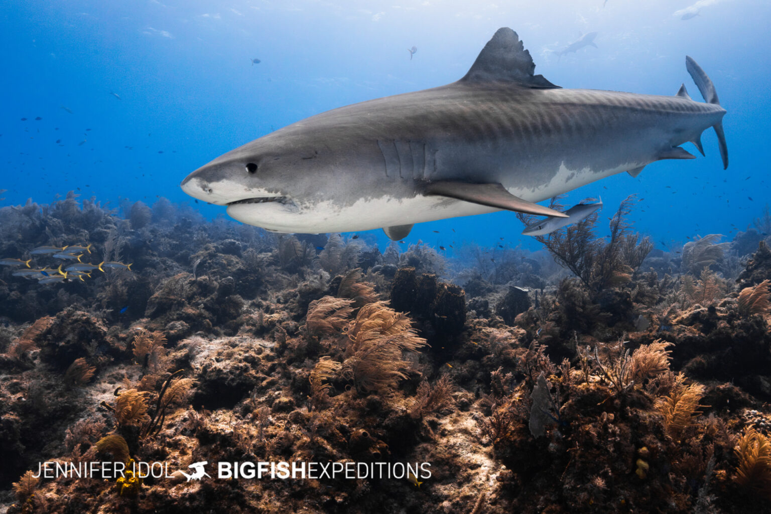 Diving with Tiger Sharks at Tiger Beach.