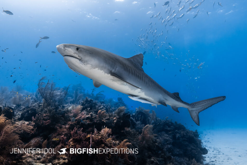Diving with Tiger Sharks at Tiger Beach.