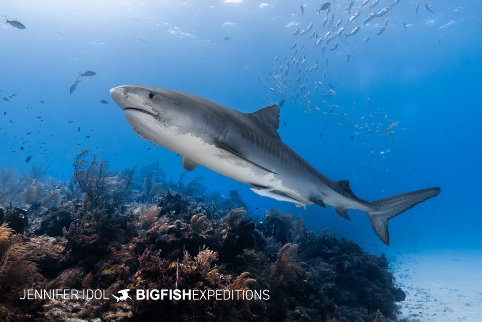 Diving with Tiger Sharks at Tiger Beach.