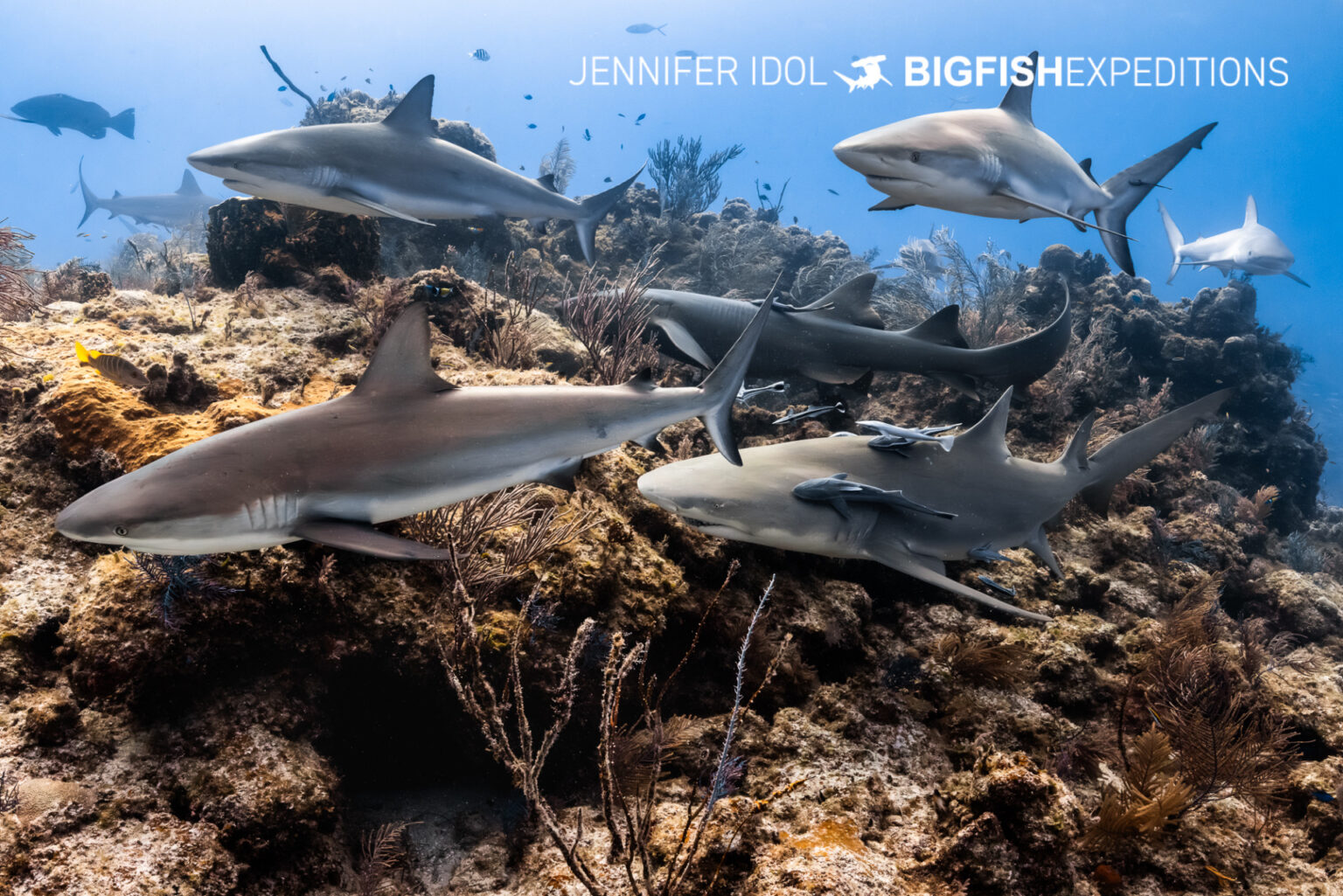 Diving with Tiger Sharks at Tiger Beach.