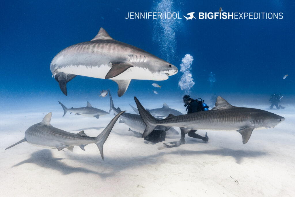 Diving with Tiger Sharks at Tiger Beach.