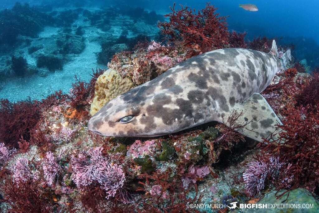 Diving with the endemic sharks and rays of Japan 2024.