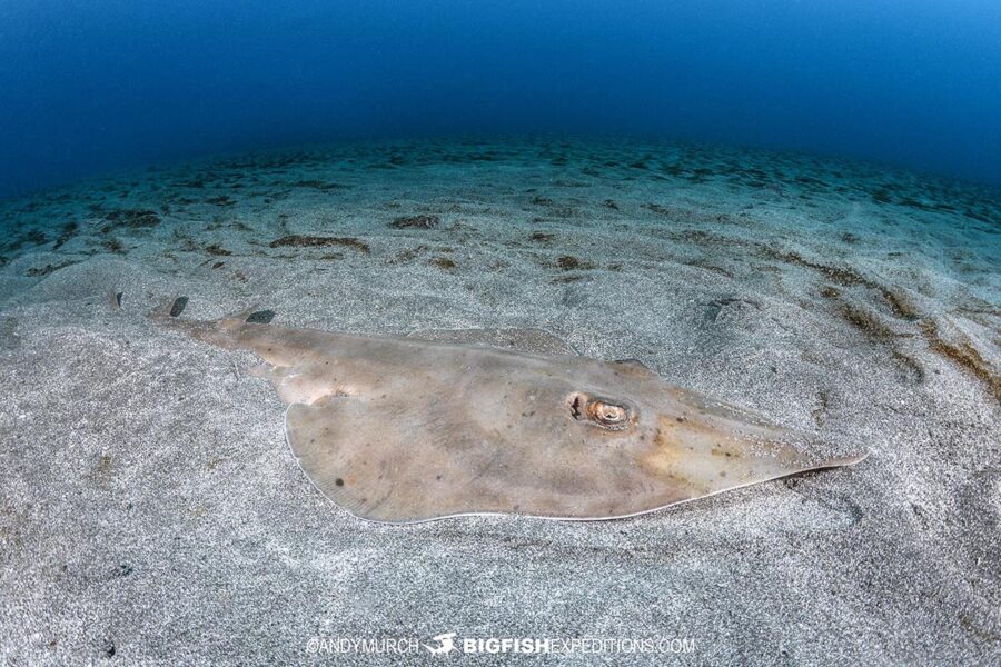Diving with the endemic sharks and rays of Japan 2024.