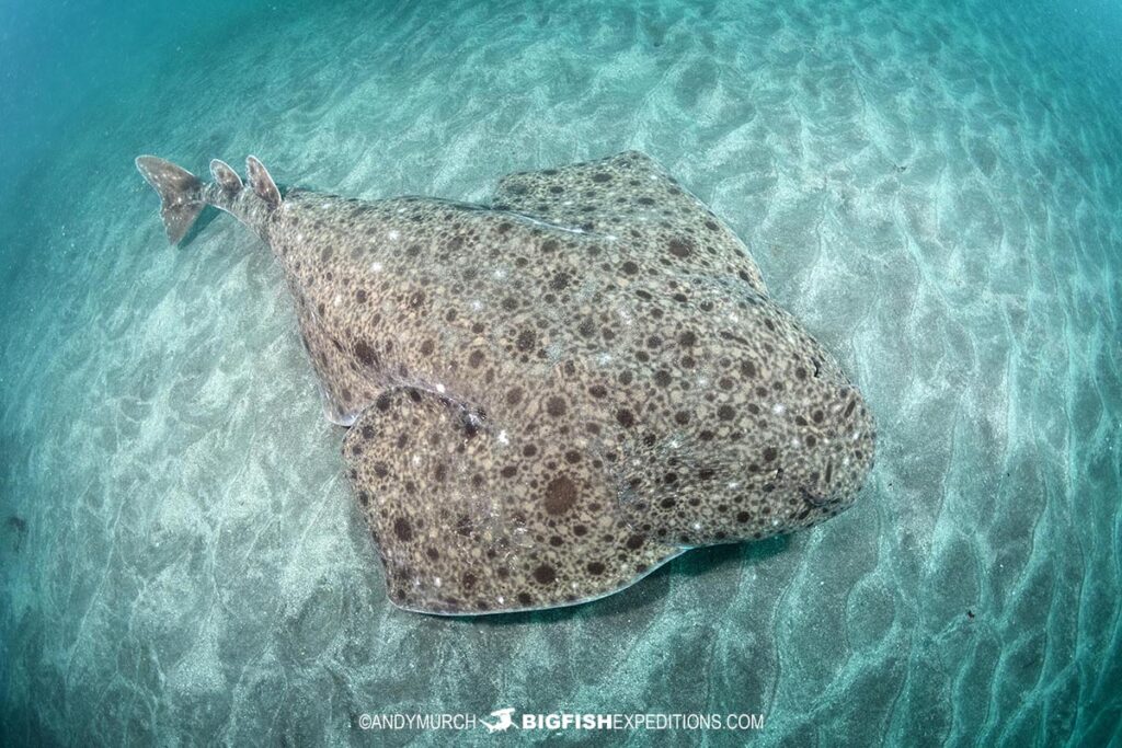 Diving with the endemic sharks and rays of Japan 2024.