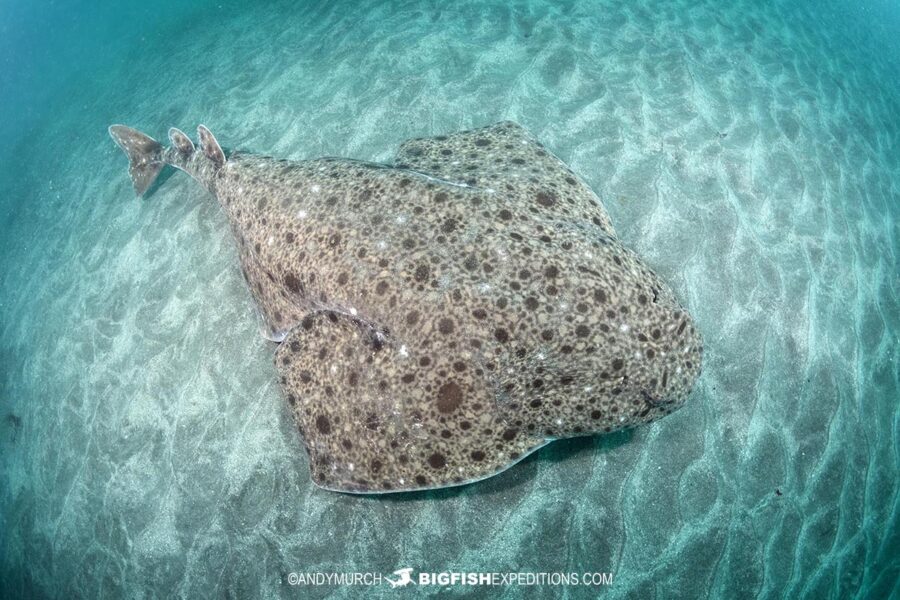 Diving with the endemic sharks and rays of Japan 2024.