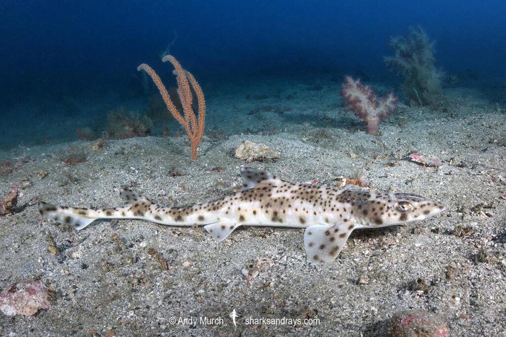 Diving with the endemic sharks and rays of Japan 2024.