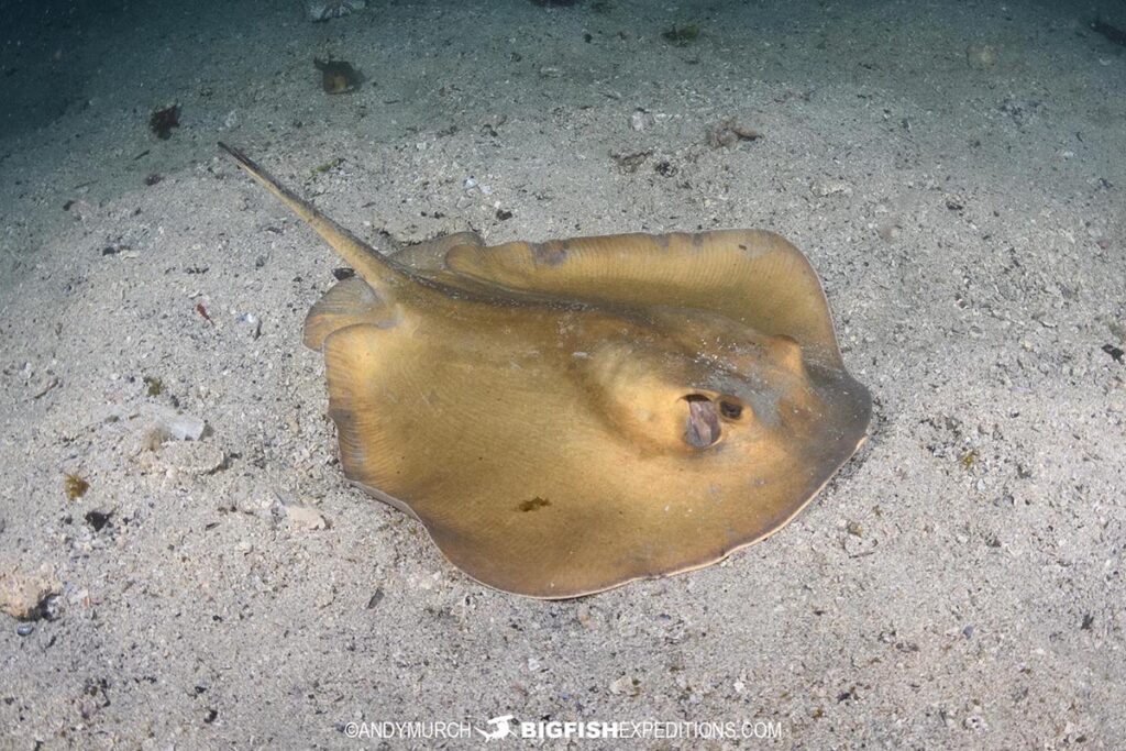 Diving with the endemic sharks and rays of Japan 2024.