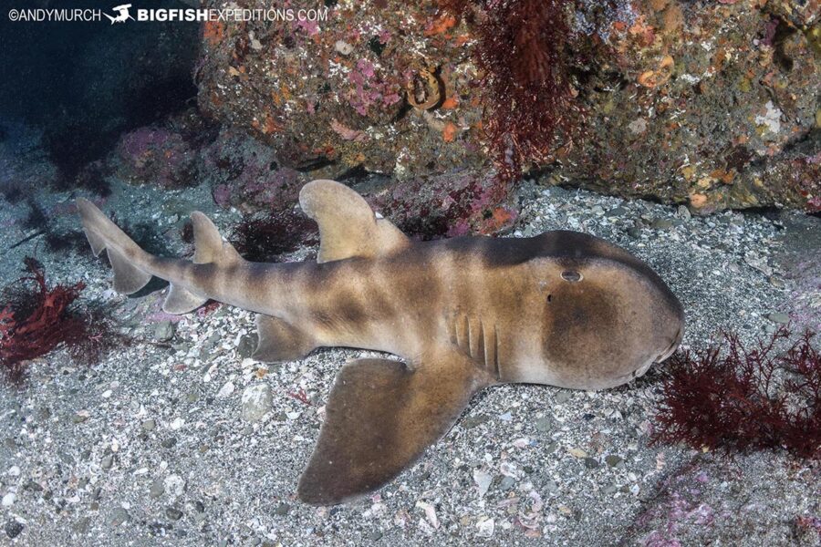 Diving with the endemic sharks and rays of Japan 2024.