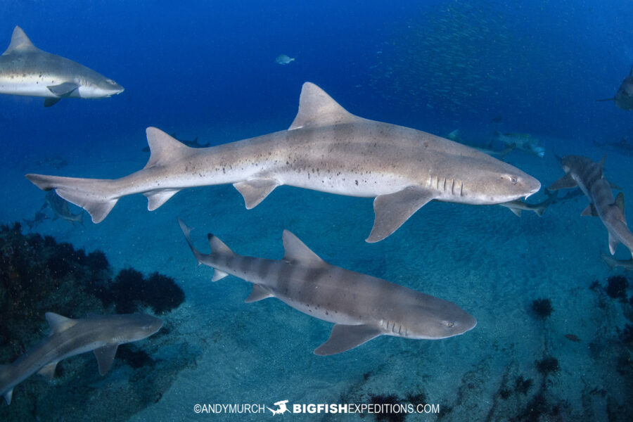 Diving with the endemic sharks and rays of Japan 2024.