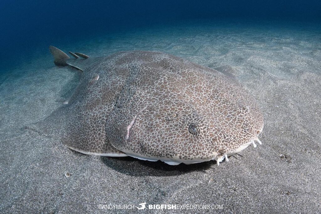 Diving with the endemic sharks and rays of Japan 2024.