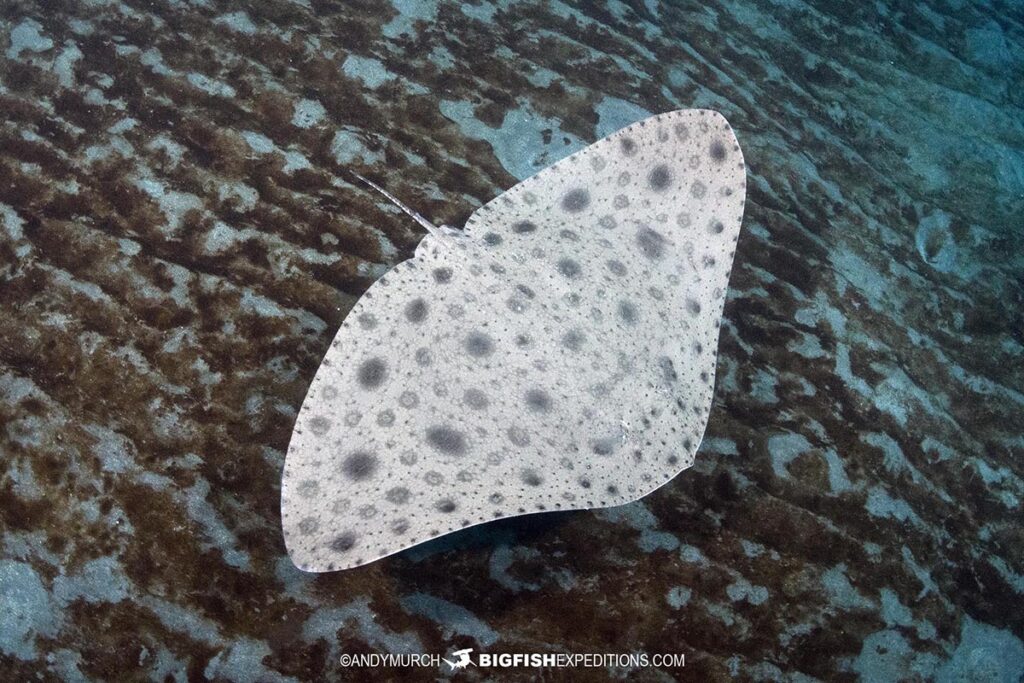 Diving with the endemic sharks and rays of Japan 2024.