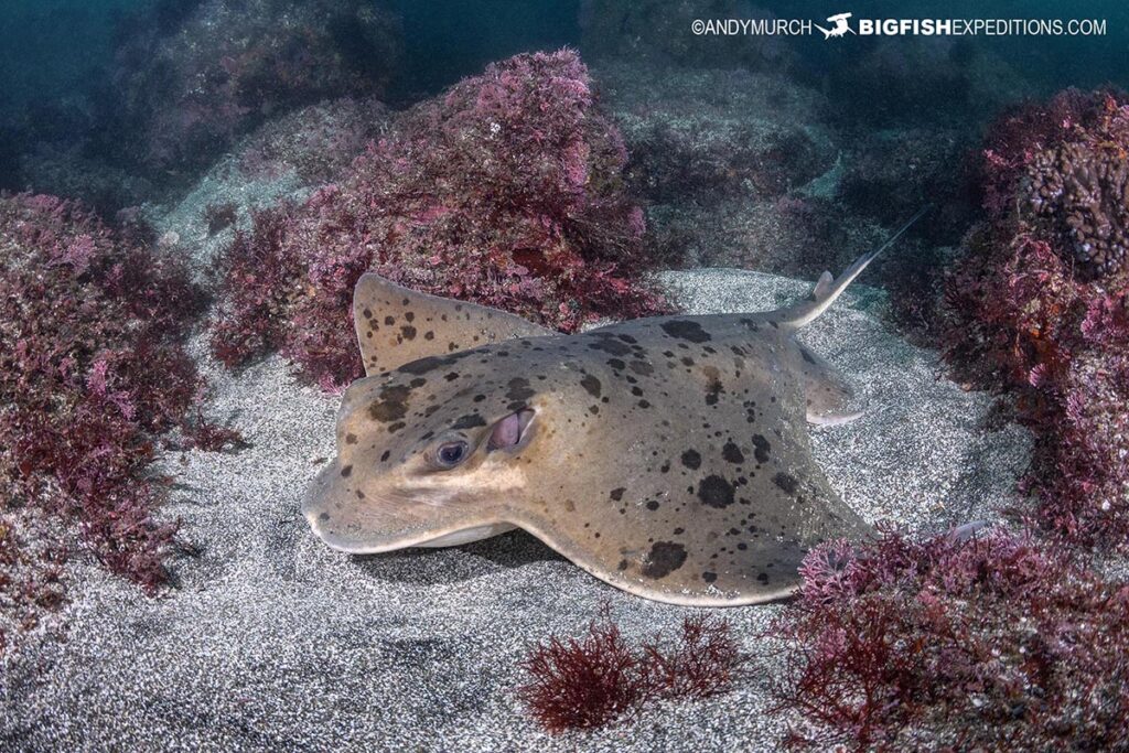 Diving with the endemic sharks and rays of Japan 2024.