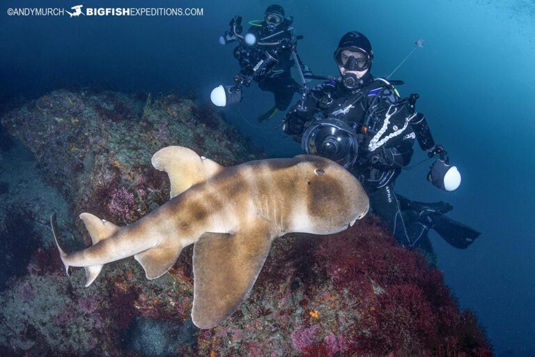 Diving with the endemic sharks and rays of Japan 2024.