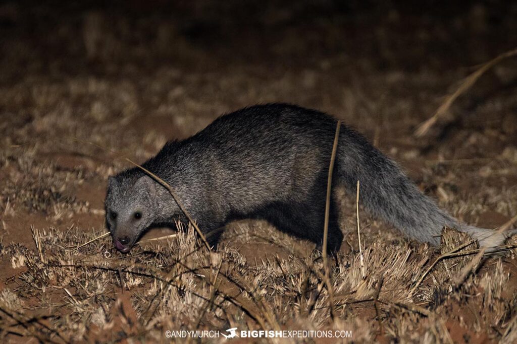 white-tailed-mongoose-safari | Big Fish Expeditions