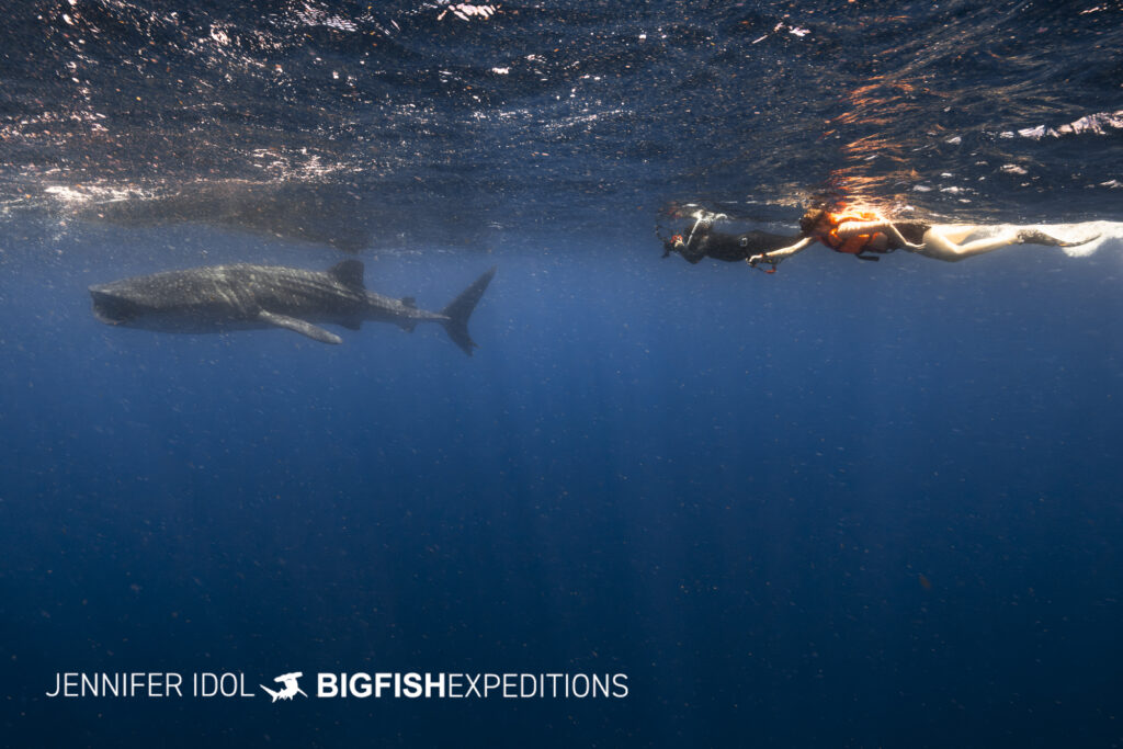 IdolJennifer_whaleShark-17 | Big Fish Expeditions