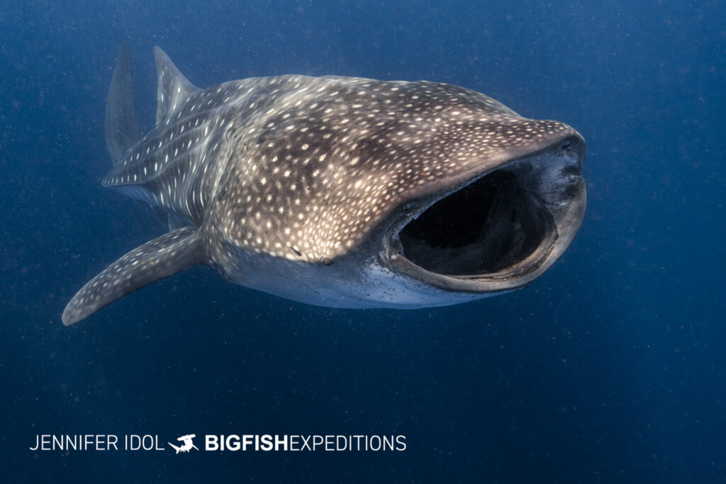 IdolJennifer_whaleShark-19 | Big Fish Expeditions