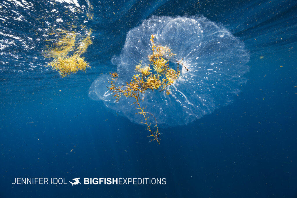 IdolJennifer_whaleShark-2 | Big Fish Expeditions