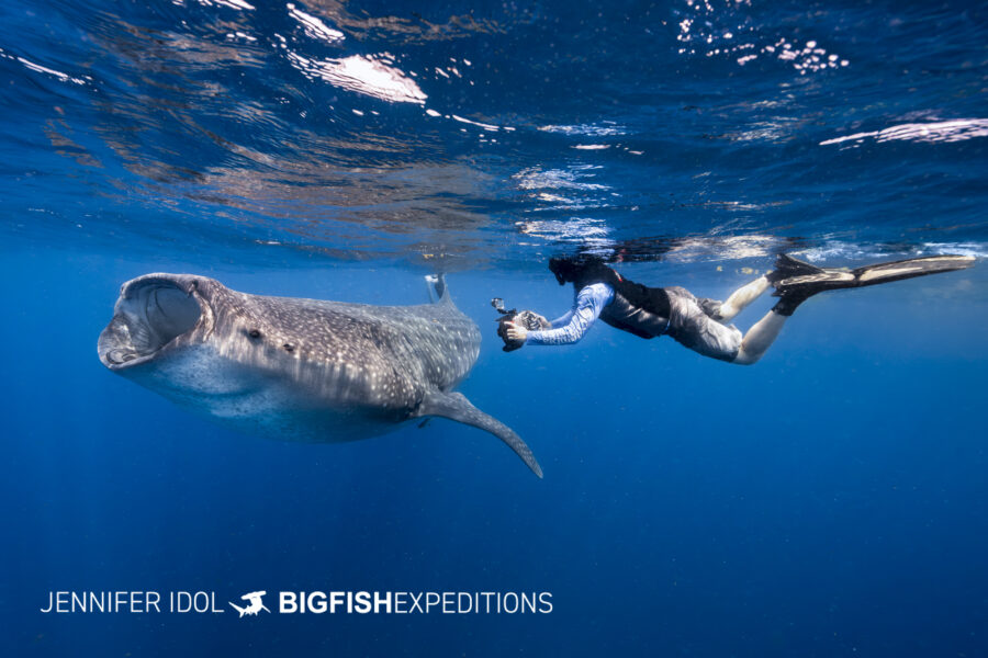 IdolJennifer_whaleShark-3 | Big Fish Expeditions