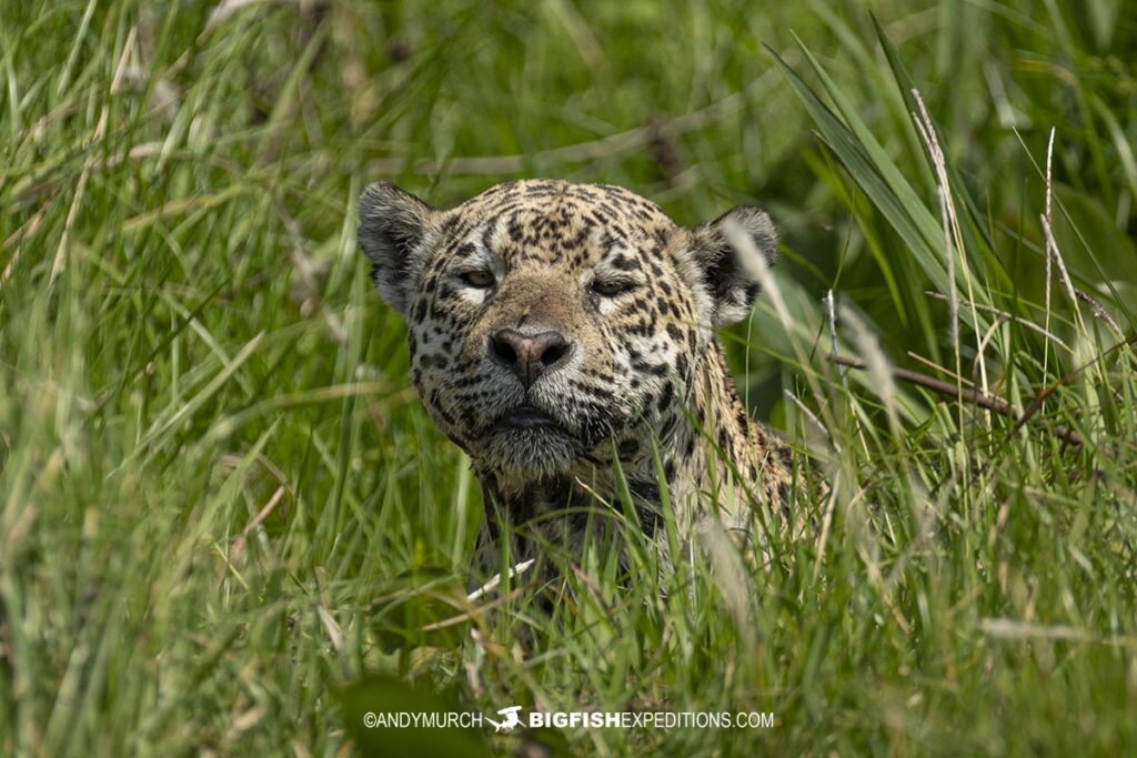 Jaguar and Ocelot Photography Tour in the Pantanal 2024