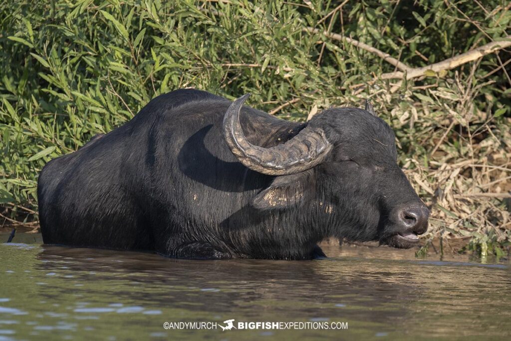 Water-buffalo | Big Fish Expeditions
