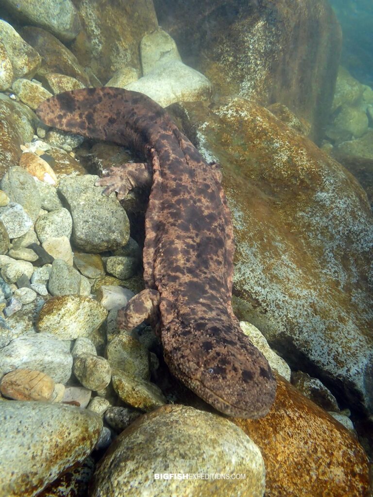 Japanese Giant Salamander Snorkeling | Big Fish Expeditions