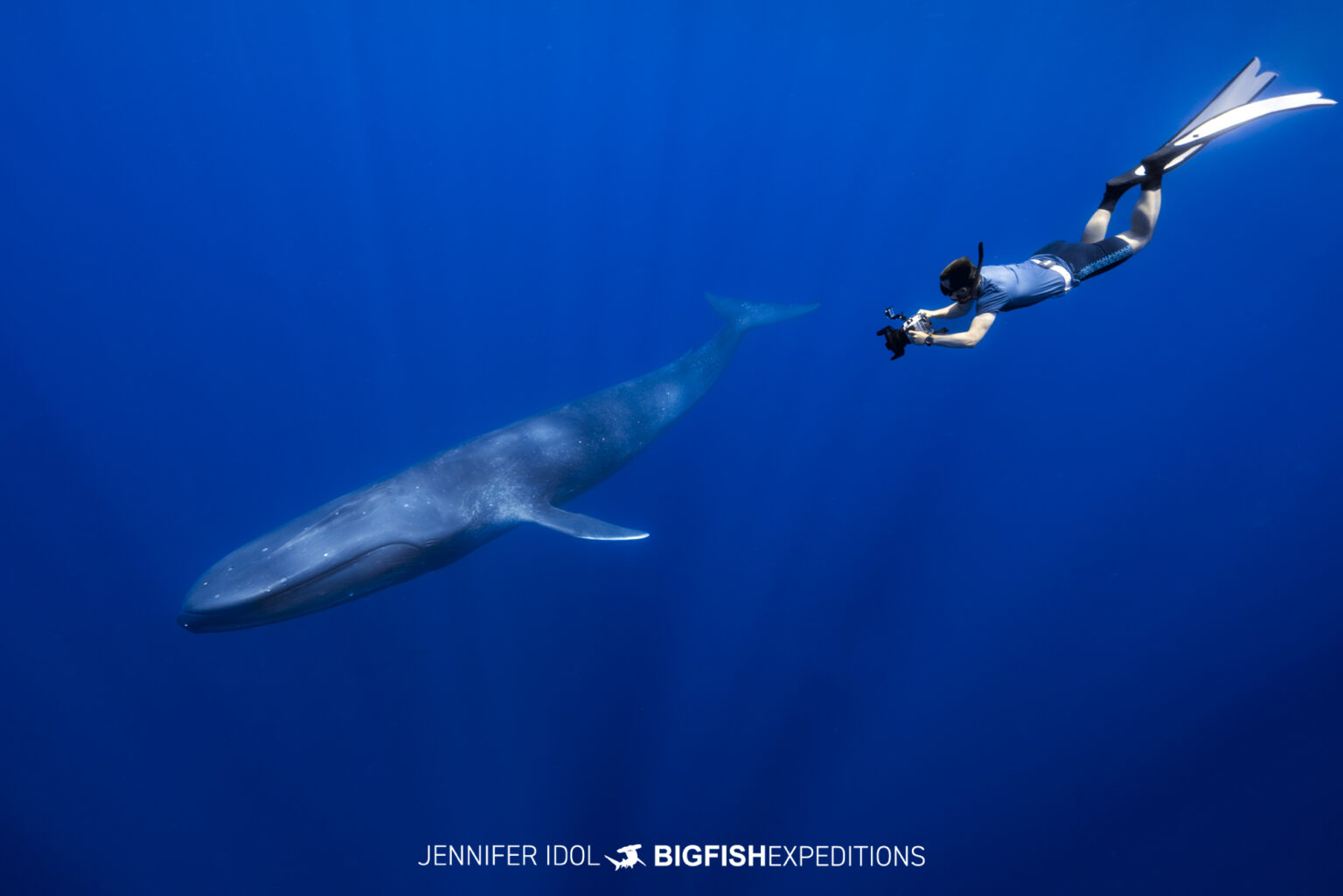 Blue Whale Free Diving in Timor. Swimming with blue whales.
