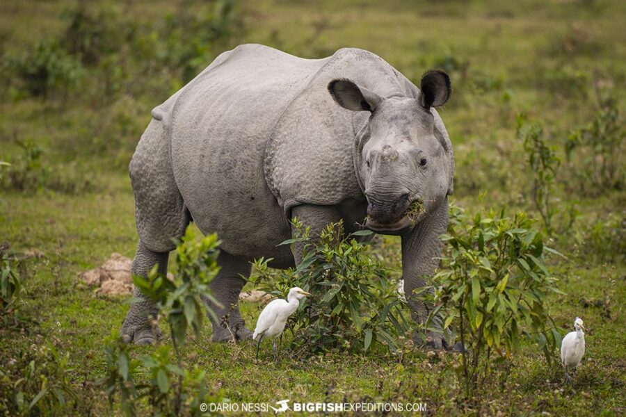 indian-rhino-018 | Big Fish Expeditions