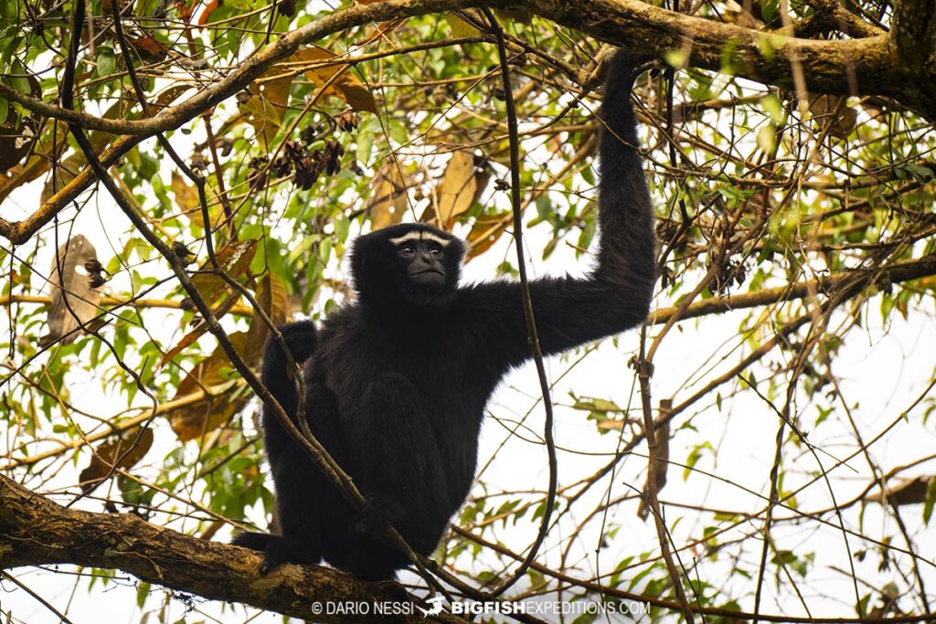 western-hoolock-gibbon | Big Fish Expeditions
