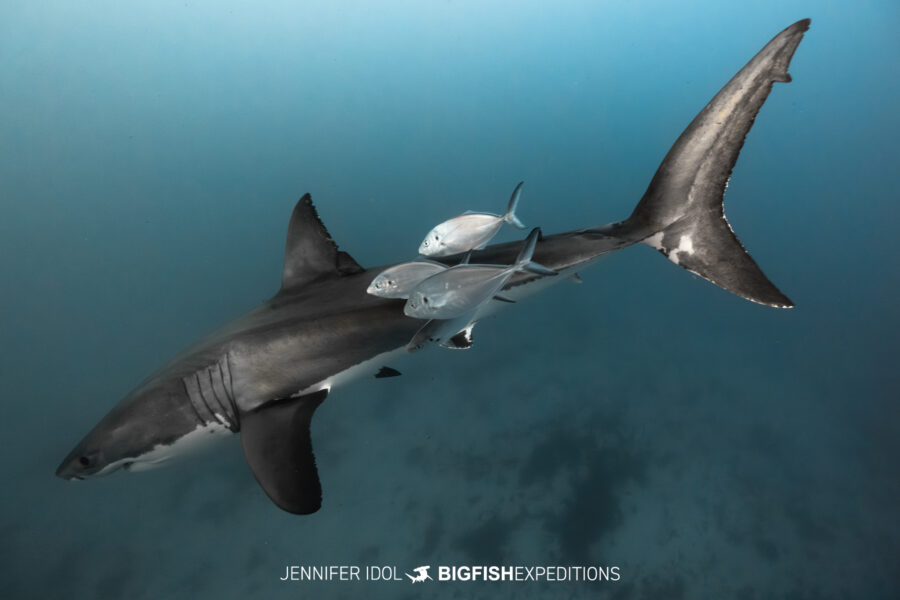 Diving with Tiger Sharks at Tiger Beach.