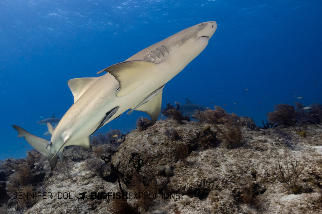 Diving with Tiger Sharks at Tiger Beach.