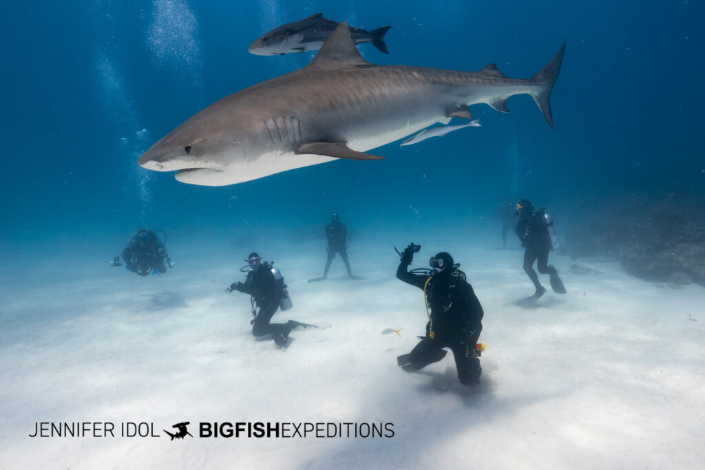 Diving with Tiger Sharks at Tiger Beach.