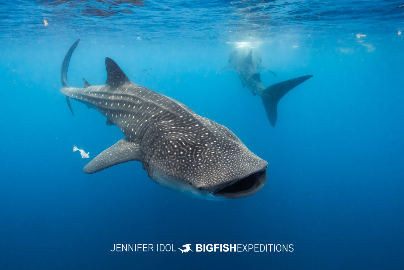 Snorkeling with Whale Sharks.