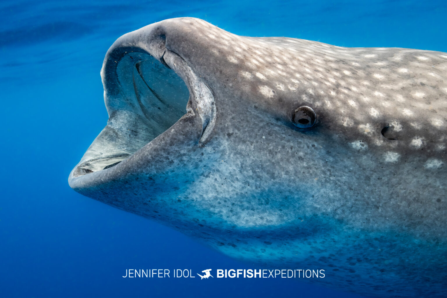 Snorkeling with Whale Sharks.