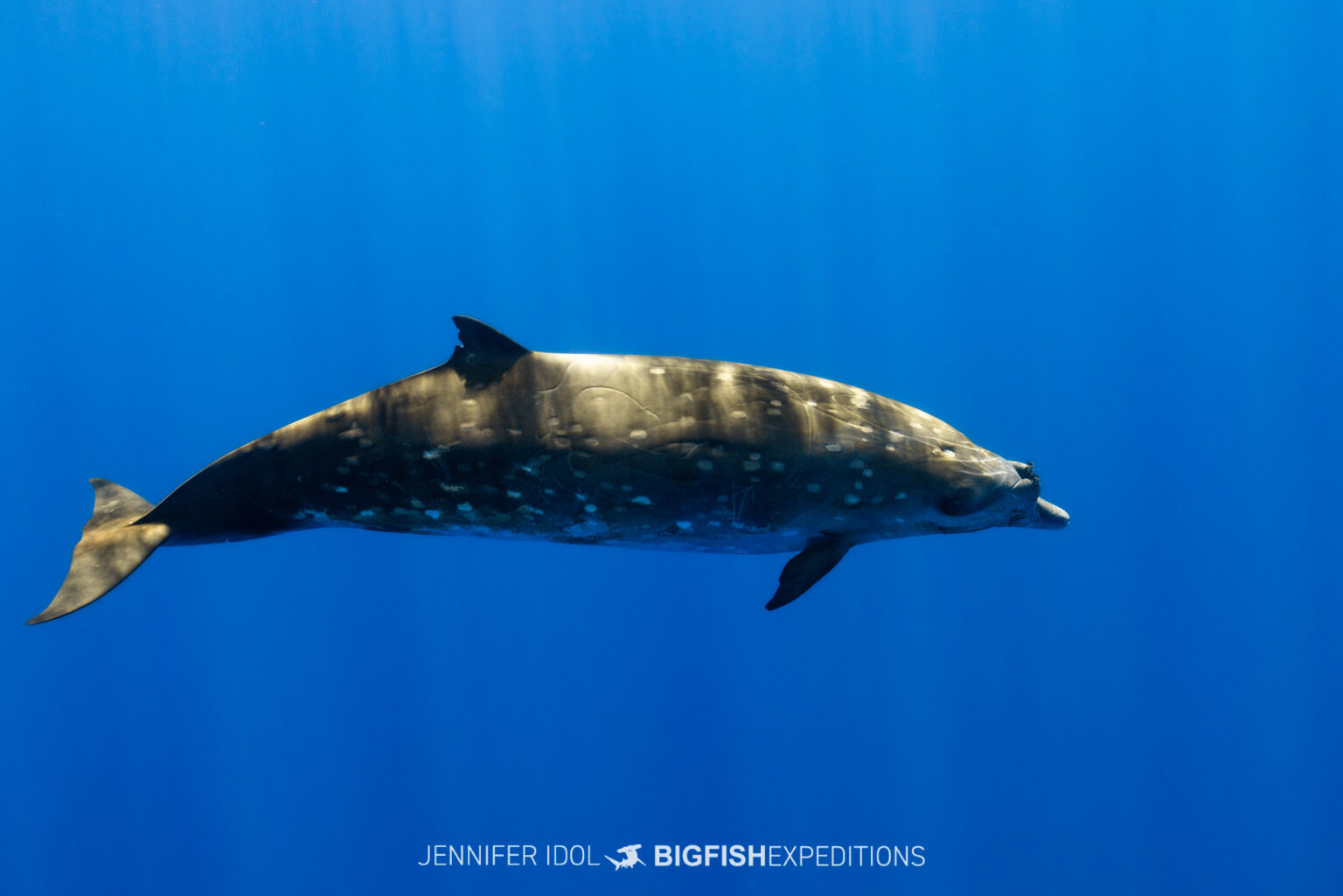 Humpback Whales Snorkeling in Rurutu, French Polynesia | Big Fish ...