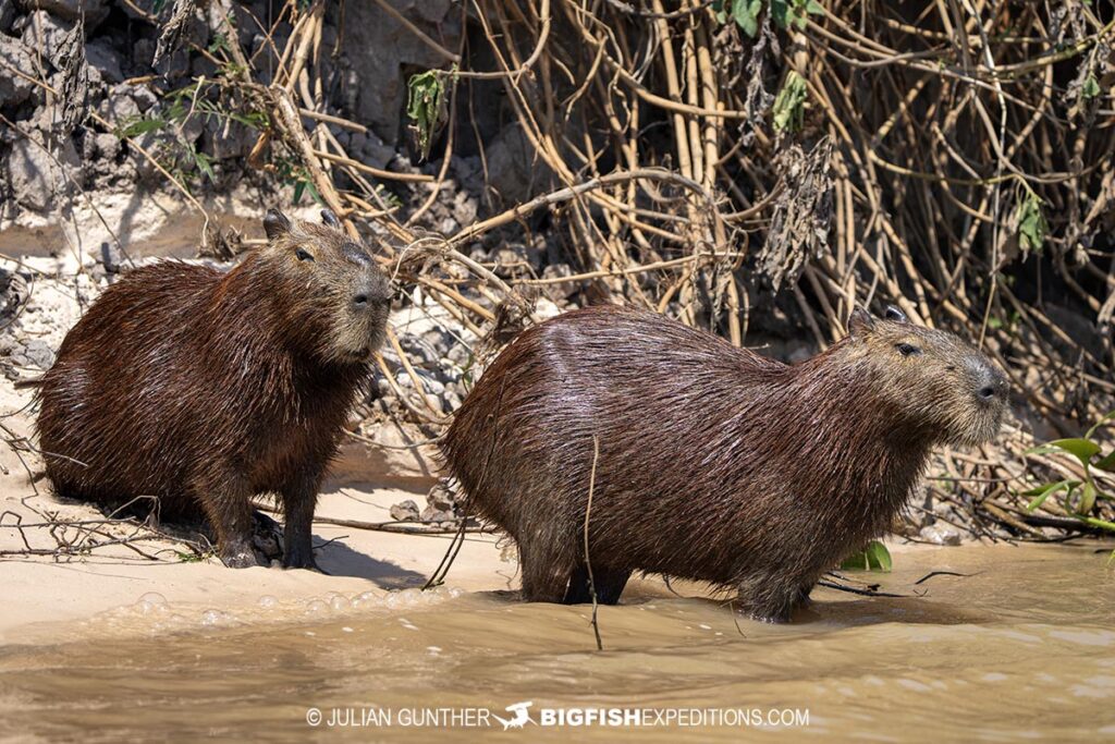 capybaras | Big Fish Expeditions
