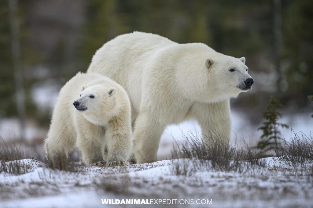 VIP Canadian Polar Bear Photography Tour 2024 (week One) Trip Report