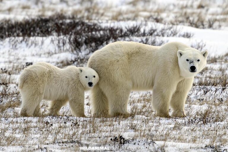 polar-bear-trip-25-006 | Big Fish Expeditions