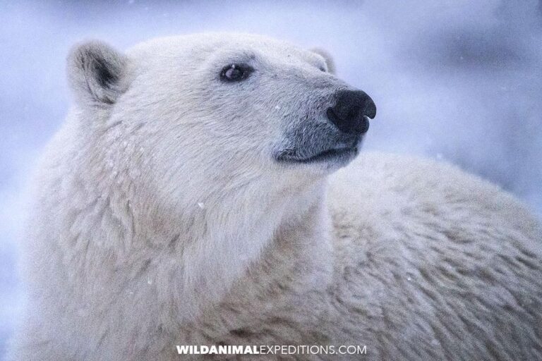 polar-bear-trip-25-015 | Big Fish Expeditions